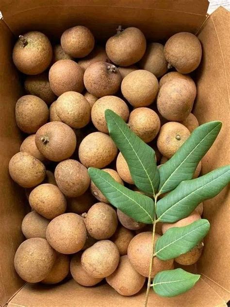 Benefits Of The Chico Fruit On Your Health Artofit