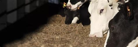 Kuhn Krause Excelerator® Xt 8010 Vertical Tillage System Kuhn