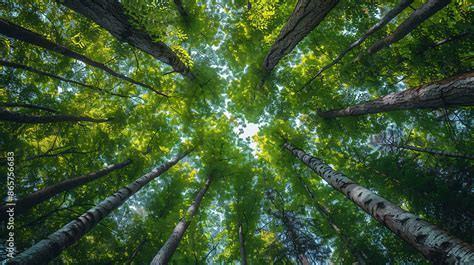 Temperate Forest Ecosystem Towering Trees Using Fujifilm Xf 1024mm F4 R Ois Using A Lowangle