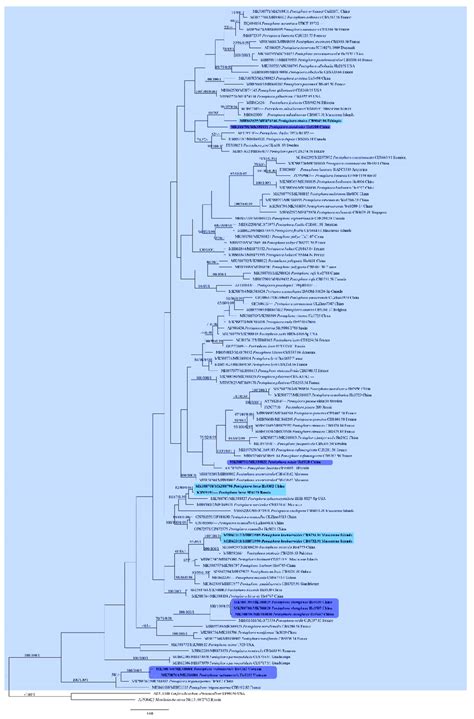 phylogenetic tree obtained from maximum parsimony analysis of its 28s