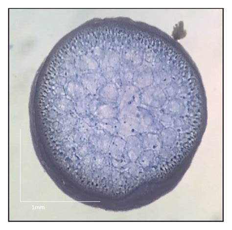 Cross Section Showing The Medulla And Cortex Structure Of A G Download Scientific Diagram