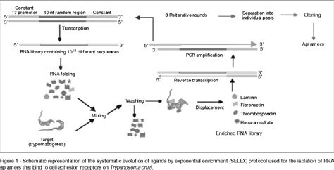Figure 1 From Rna And Dna Aptamers As Potential Tools To Prevent Cell