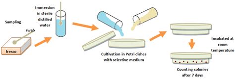 Protocol For Sampling And Quantitative Plate Counts Analysis Download Scientific Diagram