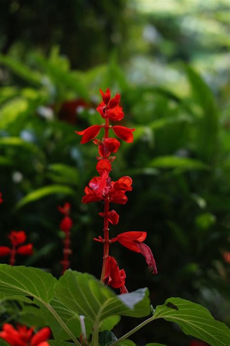 Flor Primavera Fotografia Foto Gratuita No Pixabay Pixabay