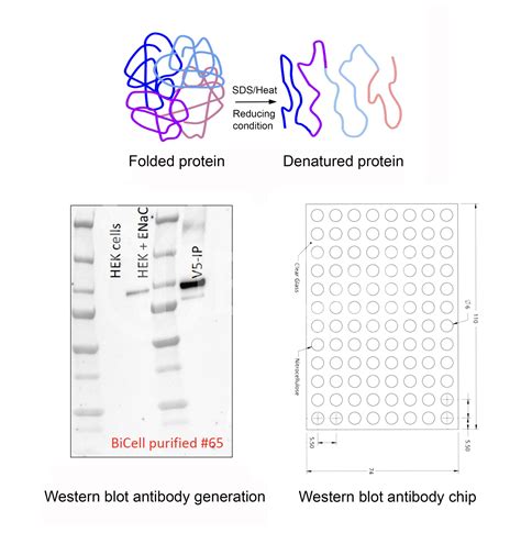 Custom Antibody Array Bicell Scientific® Custom Antibody Array Bicell Scientific®
