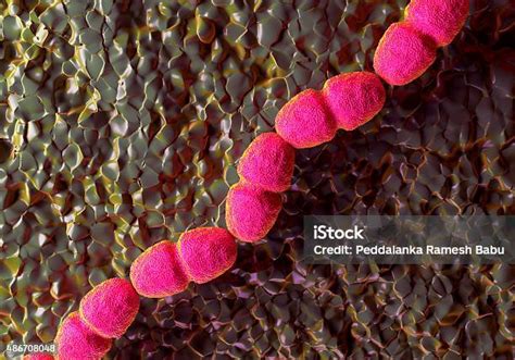 Bakteri Enterococcus Faecalis Atau Bakteri Streptococcus Faecalis Foto