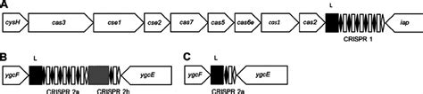 Schematic View Of Crispr1 A Crispr2 With Insert B And Crispr2 C Download Scientific