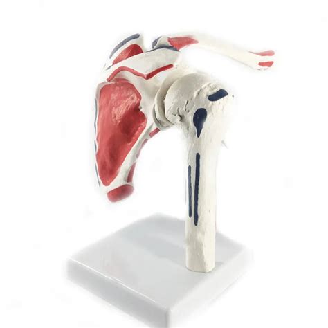 Educational Anatomy Models Anatomy Human Shoulder Shoulder Anatomy