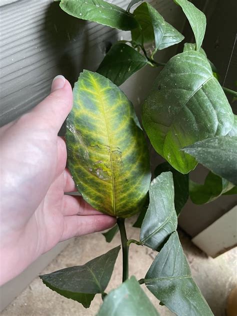 Is This A Nutrient Deficiency Rcitrus