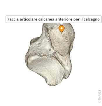 Faccia Articolare Calcanea Anteriore Per Il Calcagno E Anatomy Imaios
