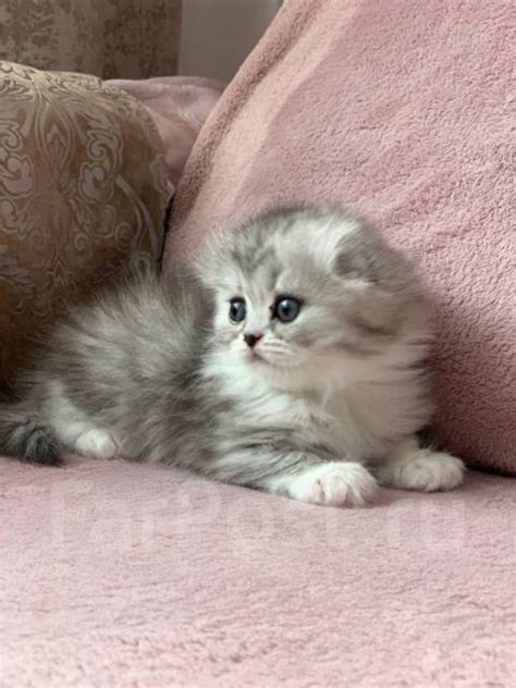 Шотландский вислоухий котёнок во Владивостоке