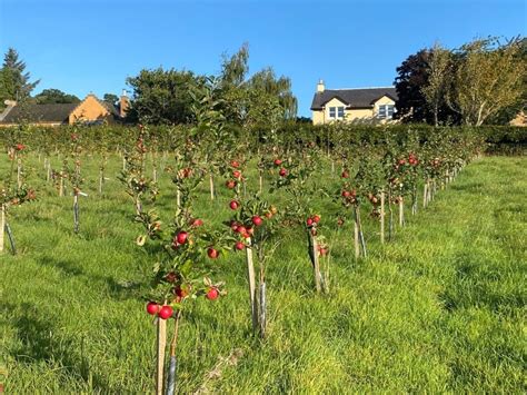 Scottish Heritage Fruit Trees Producer Scottish Apple Producers