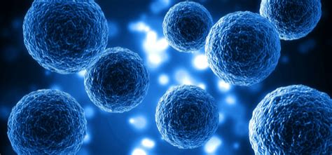 Stem Cell Biology Program Division Of Hematology And Oncology