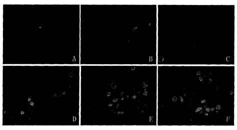 Method For Selectively Replicating Replication Defective Adenovirus And