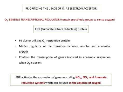 Fermentation And Respiration Pptx