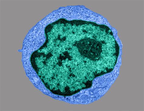 Cristina Bonorino On Linkedin Sustained Cd28 Costimulation Is Required For Self Renewal And…