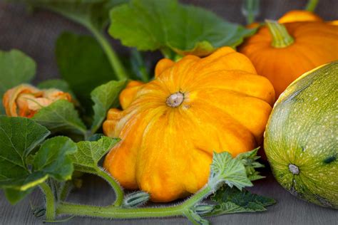 Tout Savoir Sur Le Pâtisson Caractéristiques Cuisson Idées Recette