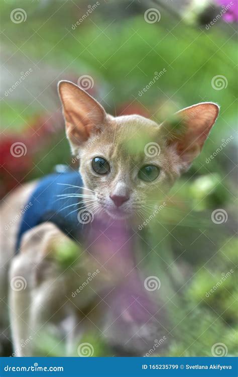 Abyssinian Cat Of Fawn Color Close Up Portrait Walks Along The Lawn