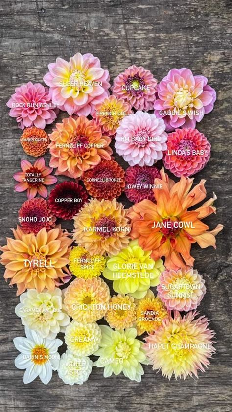 Dahlia Garden Inspiration Dahlia Flower Colors Dahlia Flower