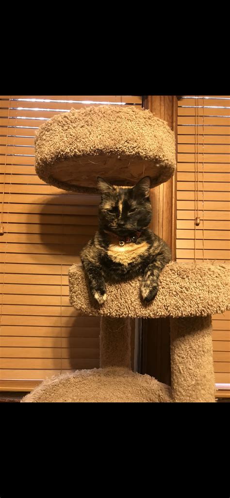 Mini Dangler R Danglers