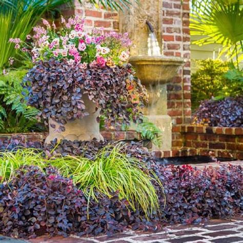 Dwarf Purple Shrubs For Landscaping Low Shrubs Less Than 4 Feet High