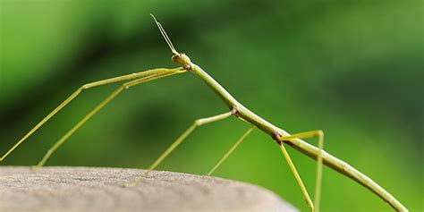 Walking Sticks National Wildlife Federation