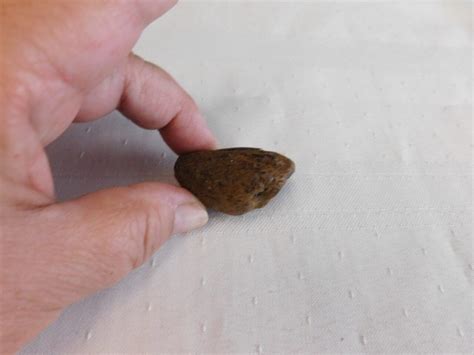 Florida Turtle Claw Fossil Fossils And Artifacts For Sale Paleo