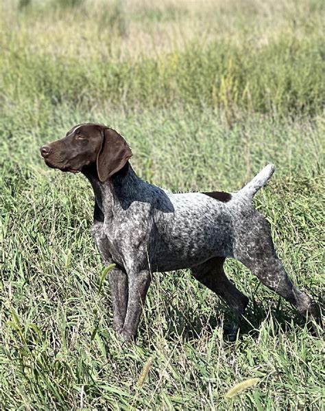 Started German Shorthaired Pointers
