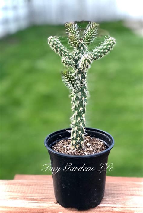 Mini Cholla Cylindropuntia Cactus Etsy