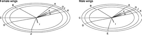 Mean Wings By Sex At C Outer Wing C Middle Wing And Download Scientific Diagram