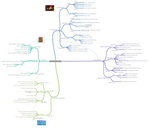 Structure Of Woody Plants Vascular Cambium Fusiform Initials Anticlinal