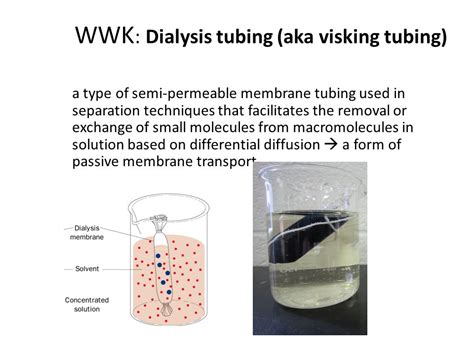 Dialysis Tubing Diffusion