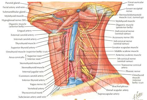 Thyroid Gland Anatomy Netter
