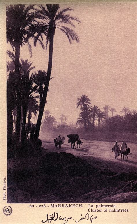 Marrakech Marrakech La Palmeraie Carte Postale Ancienne Et Vue D