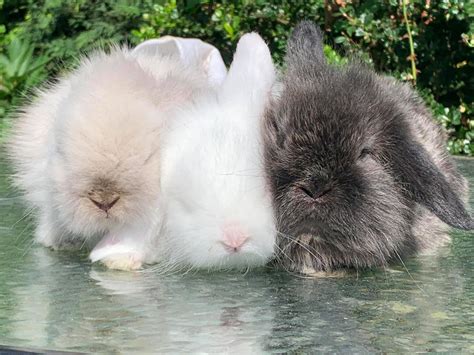 Jades Hunnie Bunnies Added A New Photo Jades Hunnie Bunnies