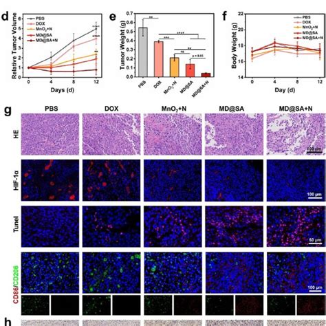 In Vivo Antitumor Effect Of Mdsa Hydrogel A The Near Infrared Download Scientific Diagram