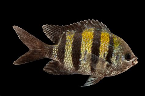 Indo Pacific Sergeant Abudefduf Vaigiensis Joel Sartore