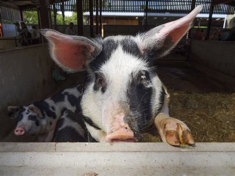 Herbivorous Indoors Domestic Farm Animals Lying Down No People