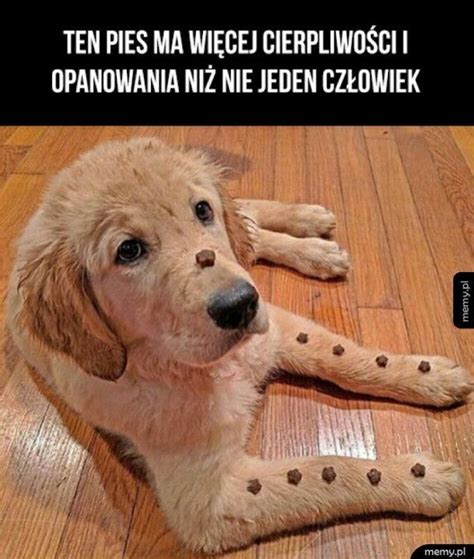 To Są Najlepsze Memy O Psach Te Słodkie Obrazki Rozbawią Cię Do łez