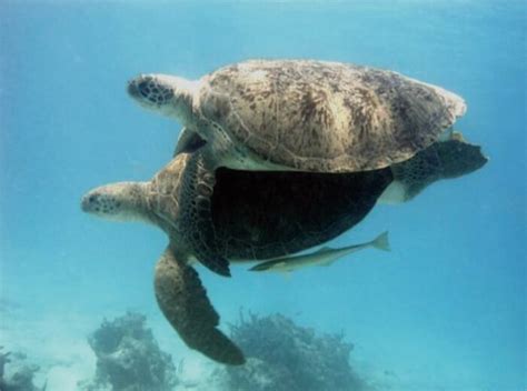National Save The Sea Turtle Foundation