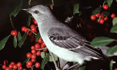 Types Of White Birds ID Guide Global Birding Initiative