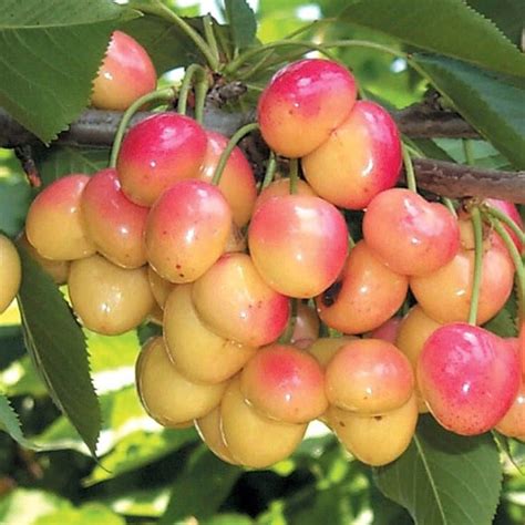 Rainier Cherry Candj Gardening Center