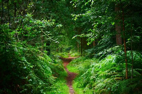 Caminho Da Floresta Trilha Foto Gratuita No Pixabay