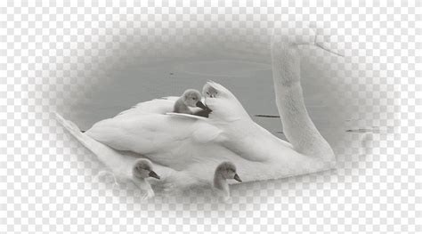 Cygnini Bird Duck Desktop High Definition Television White Swan