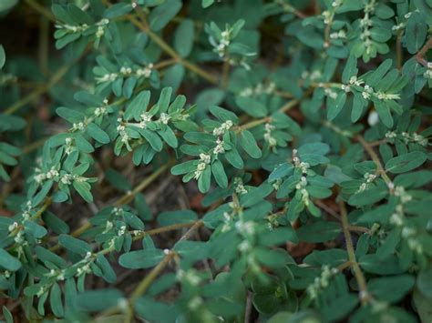 Spotted Spurge Weed How To Get Rid Of Spotted Spurge