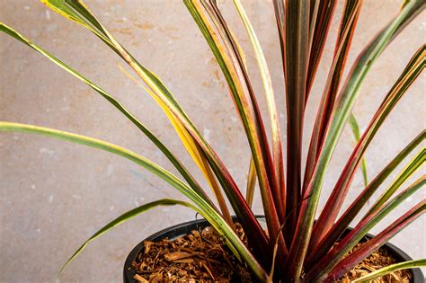 Cordyline Ti Plant Care And Growing Guide