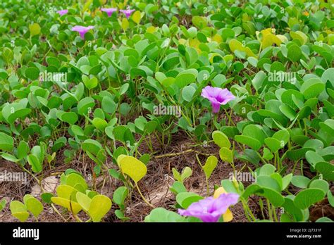 Sea Loaches In The Tropics Leaves And Lilac Flowers Of Ipomoea Biloba