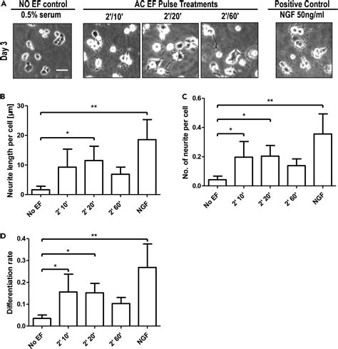 Electrically Synchronizing And Modulating The Dynamics Of Erk Activation To Regulate Cell Fate