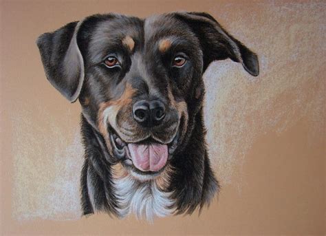 Max Skizze Zeichnen Katze Kater Von Daniela Riß Kunstnet