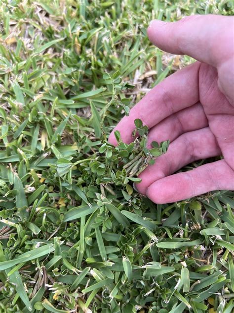 Best Solution For This Weed Creates Burr Seeds R Gardeningaustralia